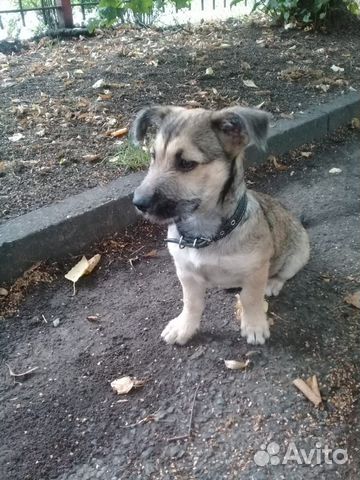 Собака в добрые руки щенок