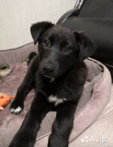 Очень нужен дом