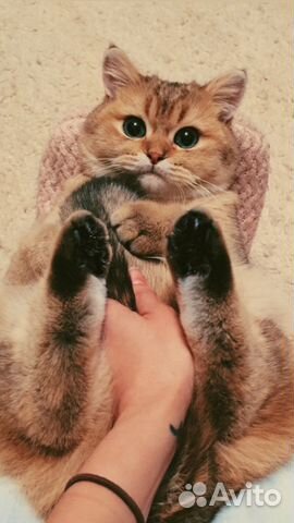 Кошки в добрые руки породистые