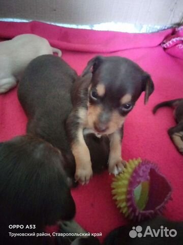 Щенки русский той-терьер