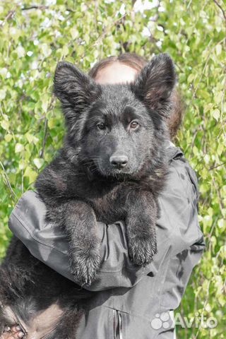 Немецкая овчарка черного окраса