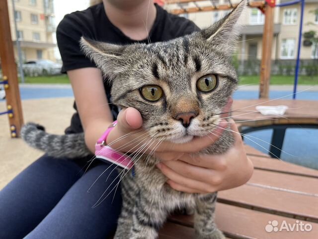 Очень ласковый молодой кот