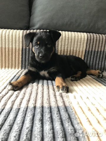 Щенки ротвейлера продажа