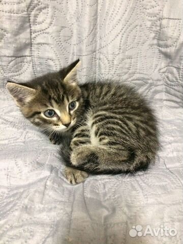 Котенок мальчик бесплатно