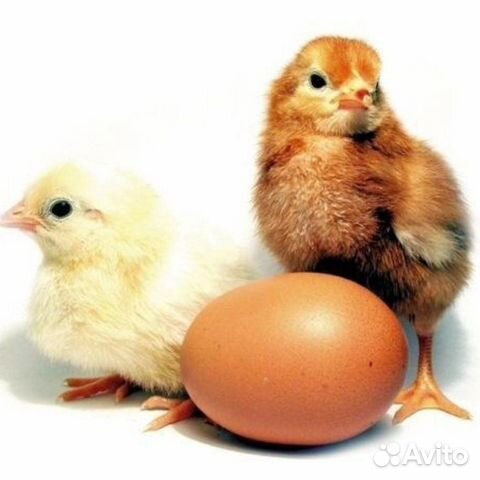 Цыплята суточные браун ник