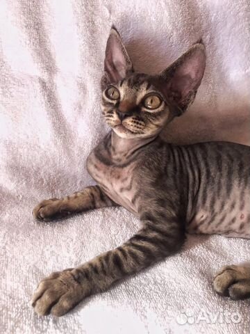 Котята девон-рекс