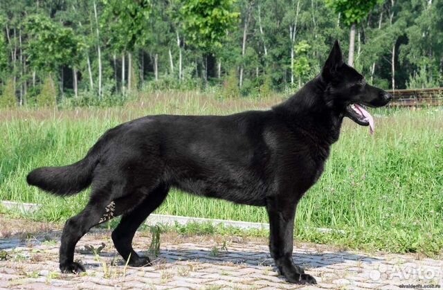 Отдам Чистокровную немецкую овчарку