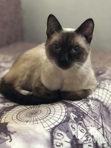 Кузенька ишет настоящий дом