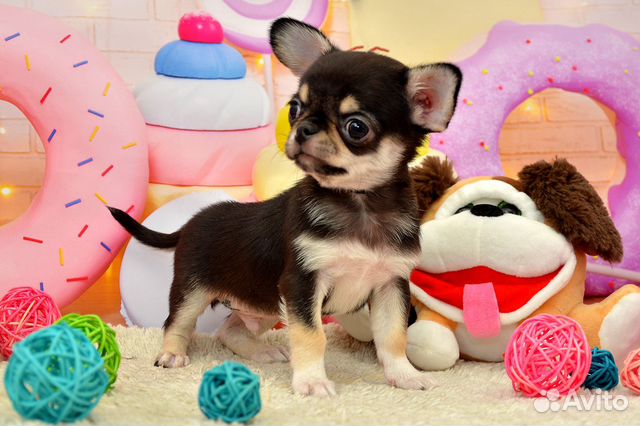 Эффектный мальчик чихуахуа