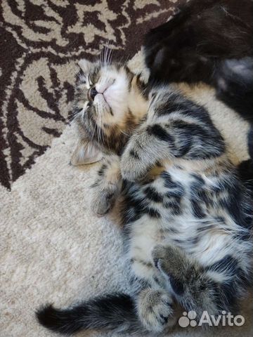 Котенок