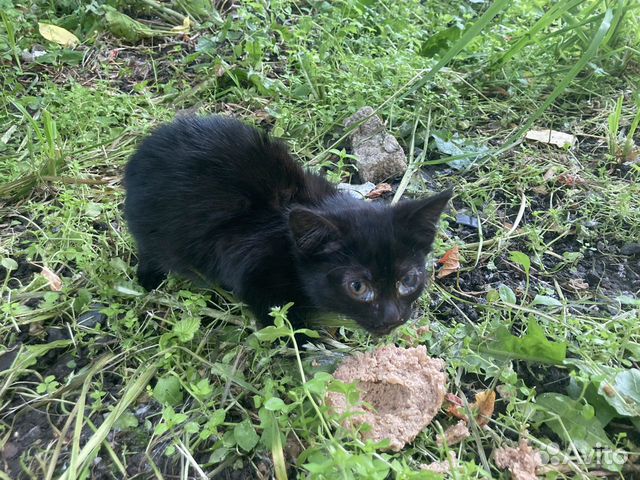 Бездомные котики ищут хозяев