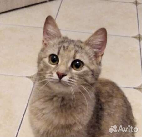 Шикарная кошечка Ванилла.,7 месяцев
