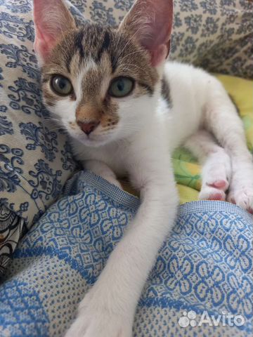 Самостоятельная Нюша