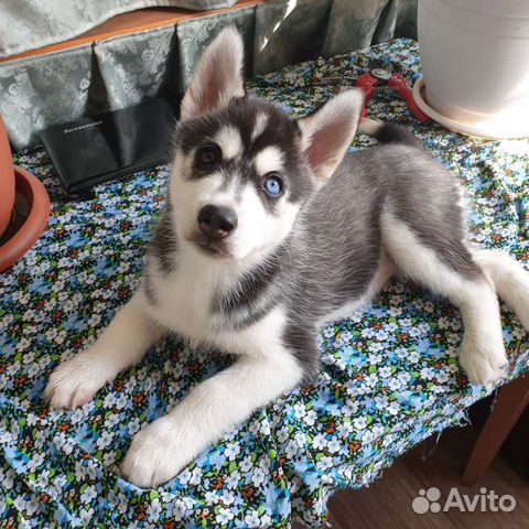 Щенок сибирской хаски