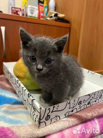 Британские котята