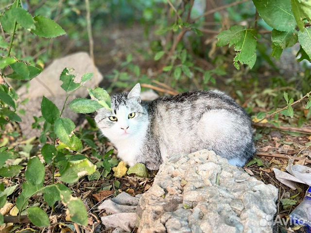 Кошечка возьмите домой