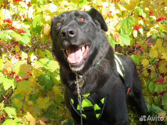 Собака Лара ищет дом и своего человека