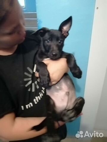 Щенок мальчишка