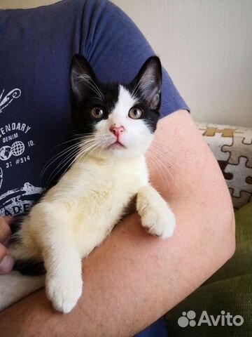 Котенок ищет дом