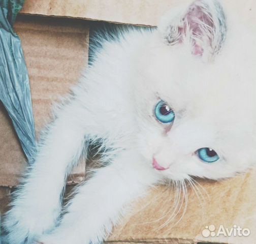 Невская маскарадная бесплатно