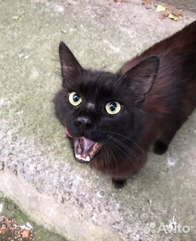 Красавец черный котик ищет дом