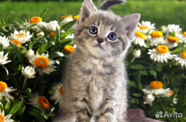 Кошку 2.5 мес в дар