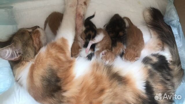 Домашние котята 1 мес. от домашней кошки