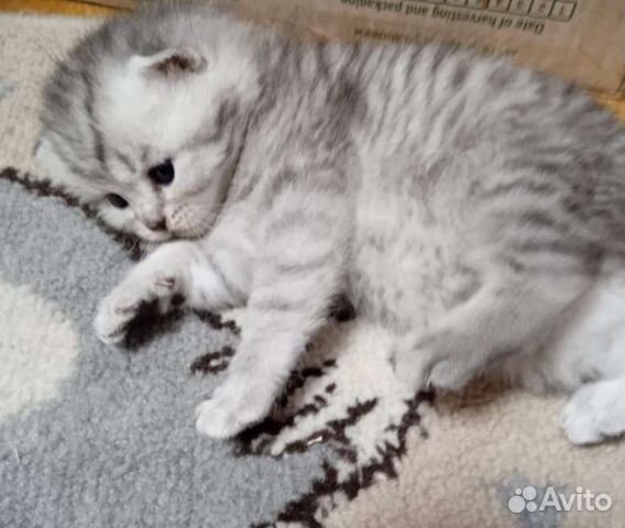 Британские вислоухие котята