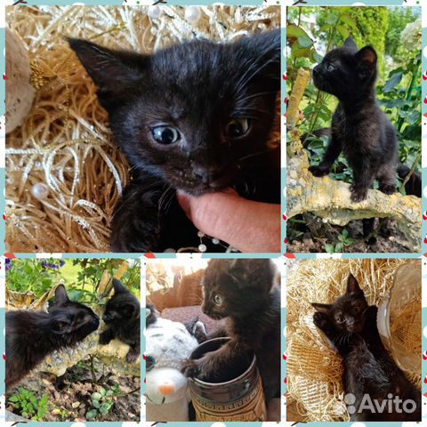 Котенок Агги девочка, 1,6 месяца в дар