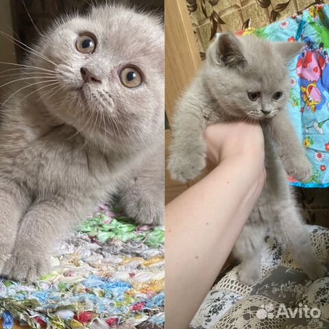 Британские котята