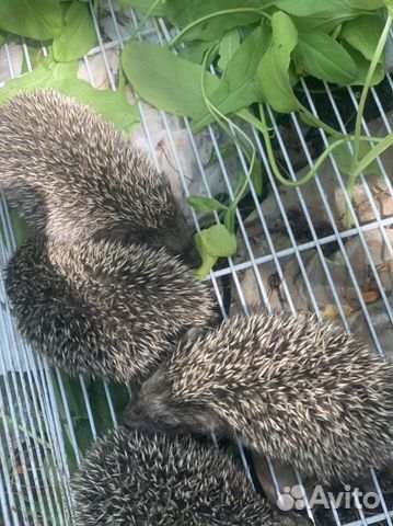 Ёжики декороттвные