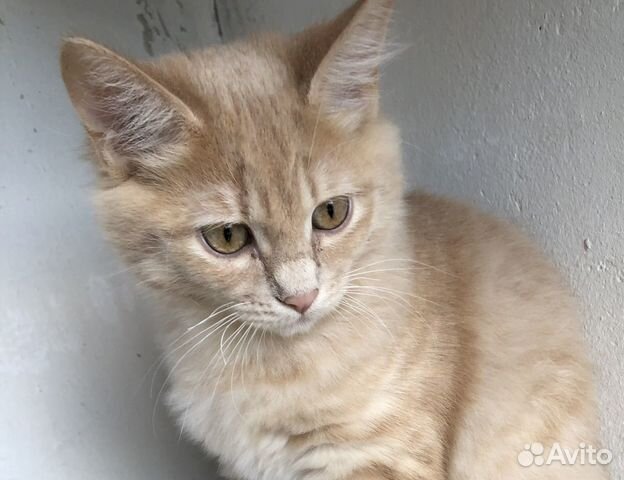 Котенок Фанни в добрые руки дар