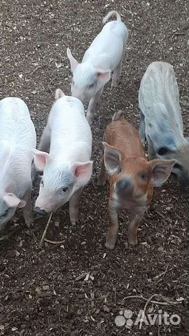 Поросята