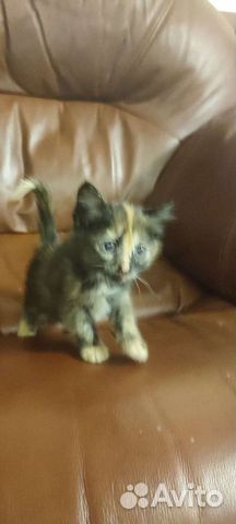 Кошка в дар бесплатно