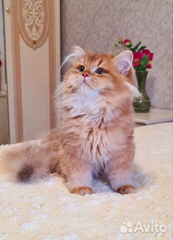 Британский котик by12