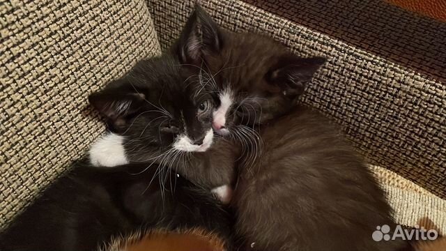 Котята в добрые руки бесплатно черные мальчики