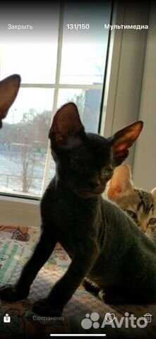 Донской сфинкс браш котята