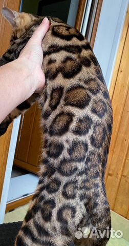 Dinofelis Dolche Vita в разведение