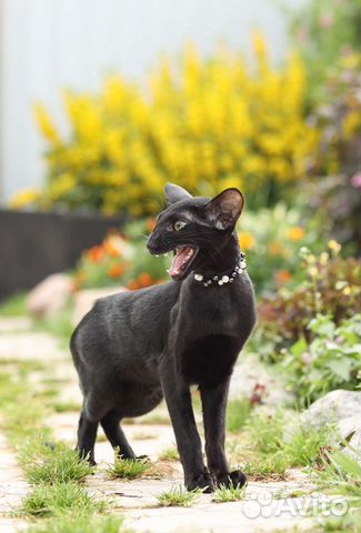 Продажа ориентальных котят