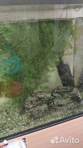 Водоросли для аквариума роголистник