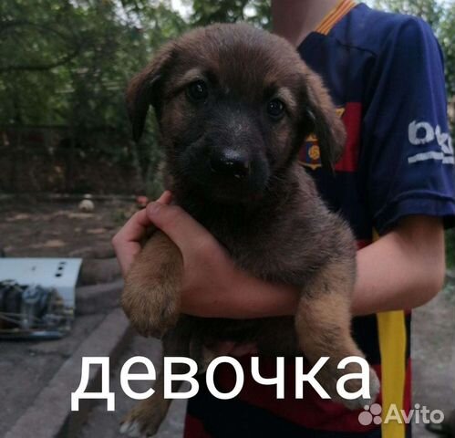 Метисы сао