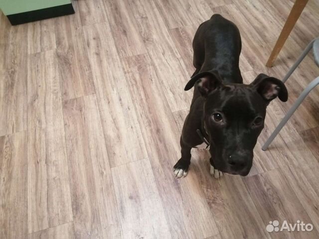 Стафорд 5 месяцев