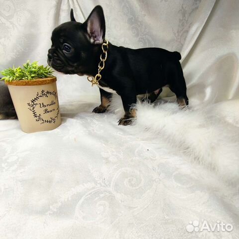 Французский бульдог щенки