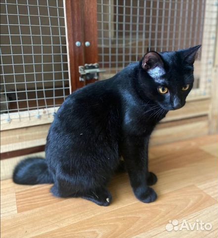 Отдам кота в добрые руки