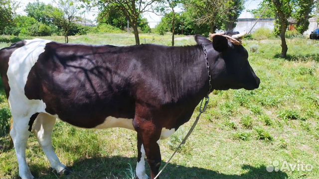 Телка 2 года