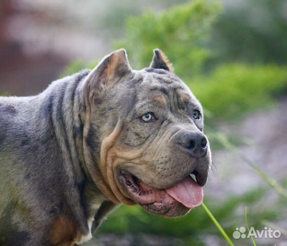 Американский булли