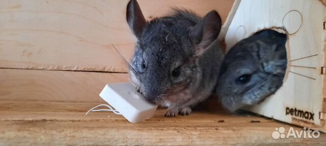 Шиншилла стандарт