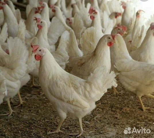 Куры несушки
