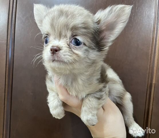 Мерле чихуахуа мини и другие