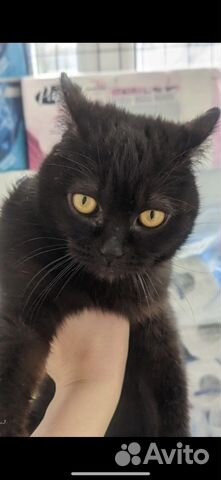 Кошка